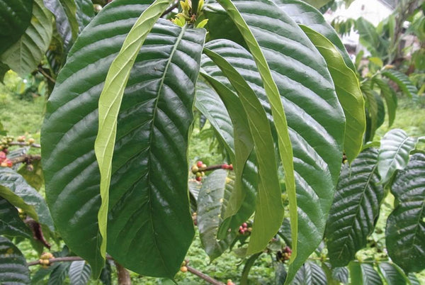 Qu'est ce que le moka ? - L'Arbre à Café